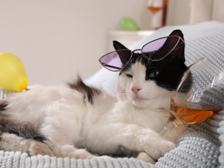 SNSでバズってる「猫ミーム」って何？ 若者の流行を解説！ | Oggi.jp